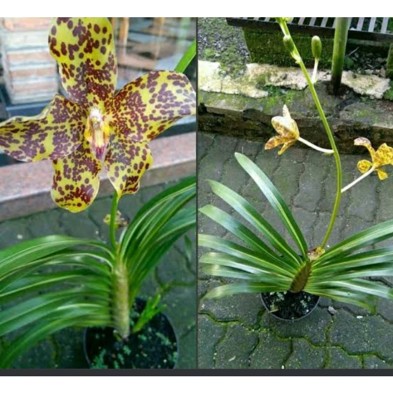 Jual ANGGREK MACAN MINI & DAUN YANG PANJANG DAN BATANG BATANG YANG ...