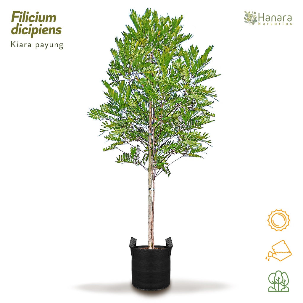 Jual Filicium dicipiens - Kiara payung - pohon instan/instant tree ...