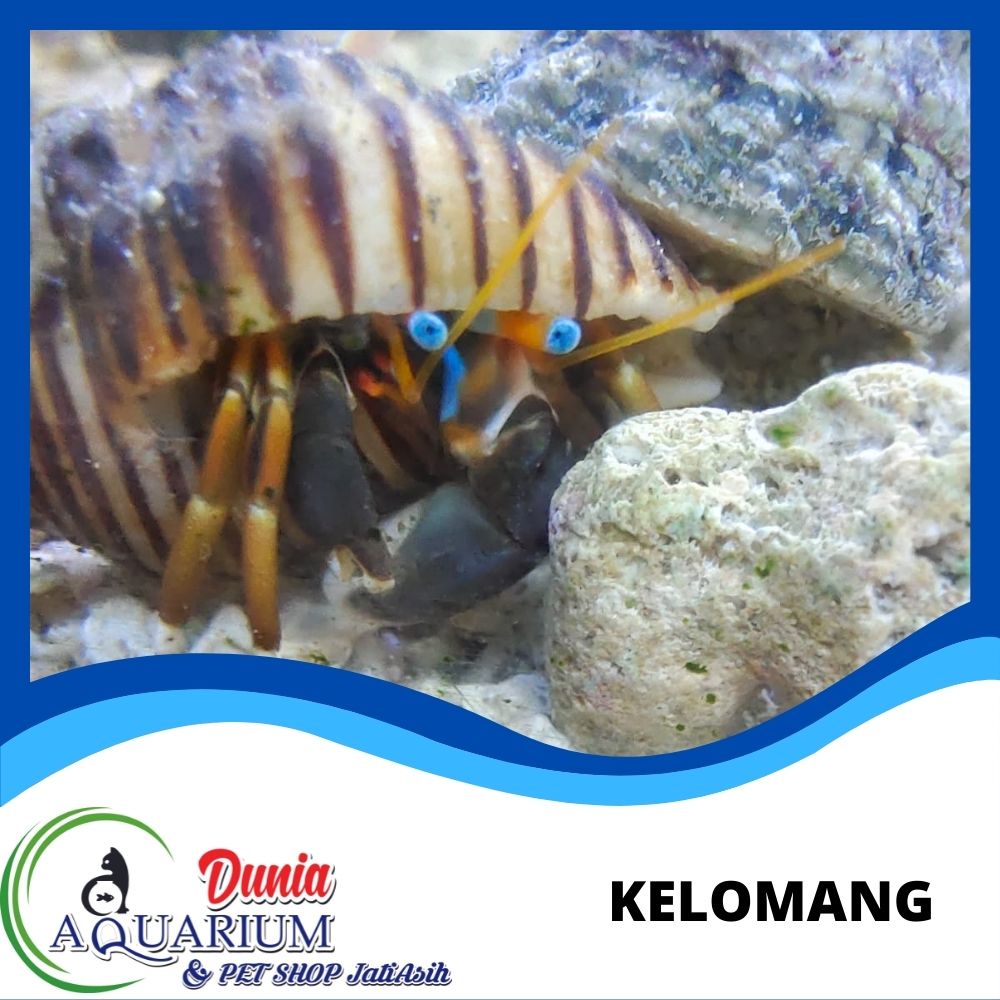 Jual Kelomang Hermit Crab Pembersih Pembasmi Lumut Alga Akuarium ...