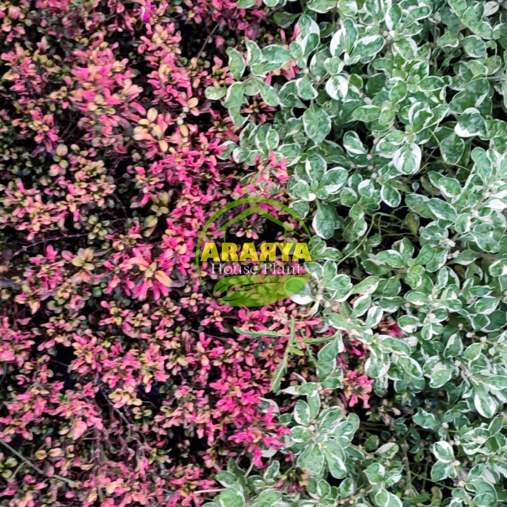 Jual Paket Krokot Merah Putih [Krokot Papua dan Krokot Varigata] 2 ...