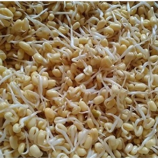 Jual Toge Kecil | Shopee Indonesia