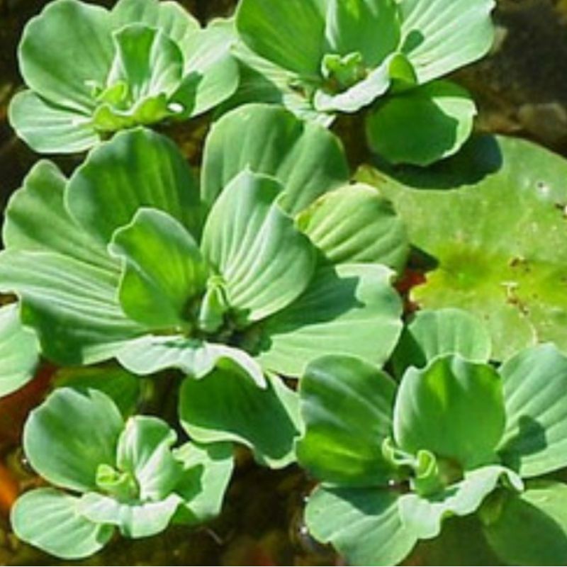 Jual PROMO TANAMAN KAYU APU /APU 1plastik | Shopee Indonesia