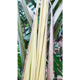 Jual DAUN SALAK MUDA SEGAR PUCUK DAUN SALAK | PUCUK DAUN SALAK BELUM ...