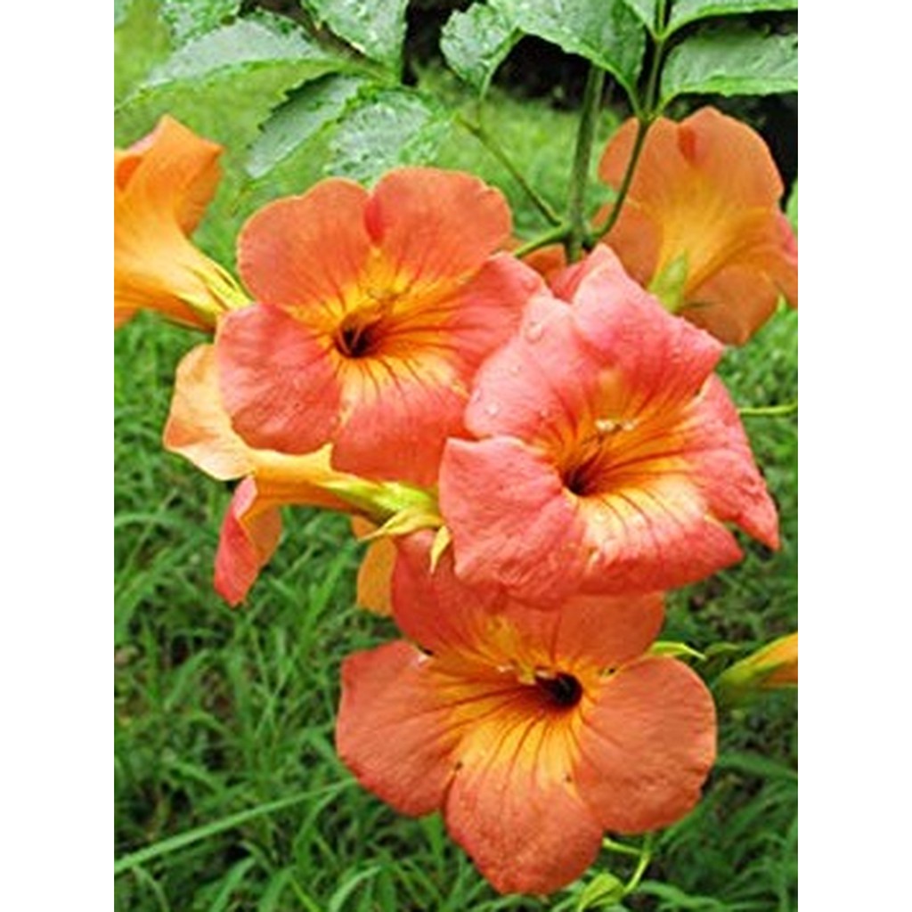 Jual Bibit Benih Biji Bunga Trumpet Creeper Vine Tanaman Merambat Bunga ...
