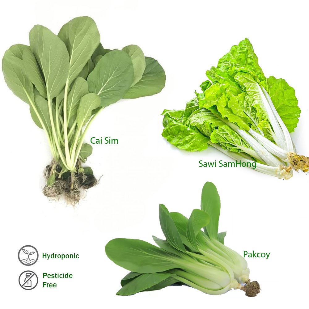 Jual Royal - Sayur HIDROPONIK 250 GRAM | Shopee Indonesia