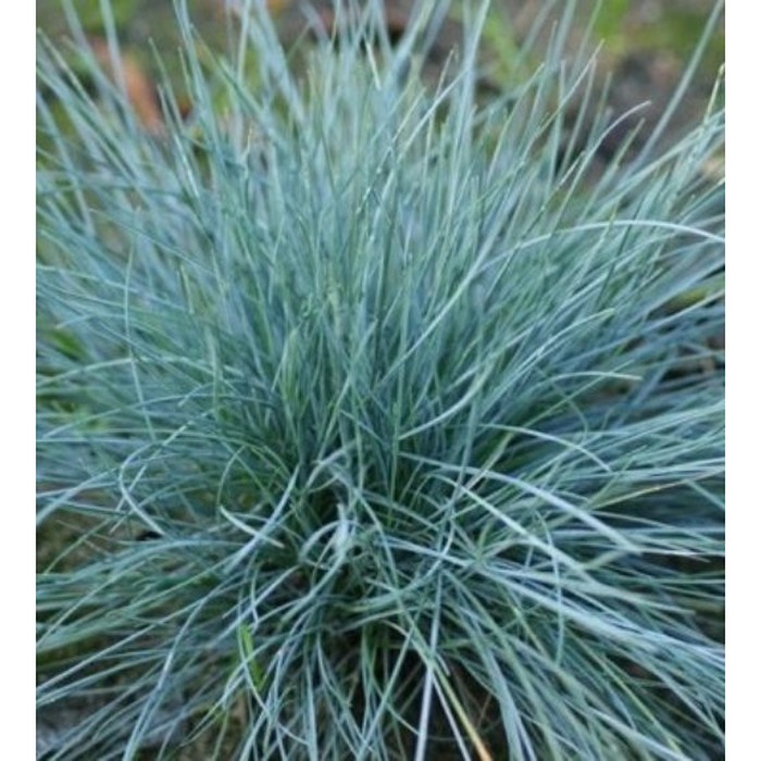 Jual Bibit Tanaman Hias Rumput Biru Festuca Glauca | Shopee Indonesia