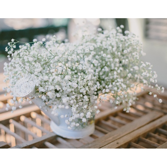 Jual 10 benih Bunga White Baby Breath Putih (Gypsophila paniculata ...