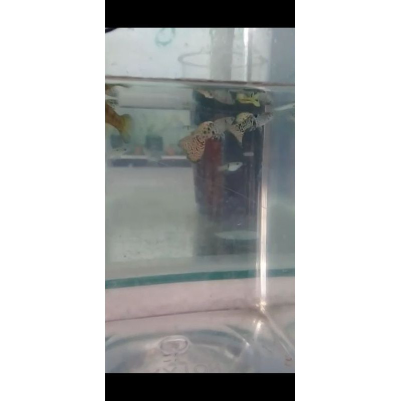 Jual guppy ytkc (yellow tiger king cobra) | Shopee Indonesia
