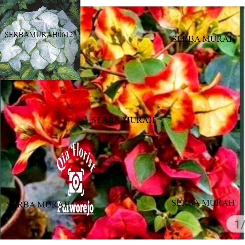 Jual Tanaman Bougenville Bugenvile Bogenfil Citra India Setek