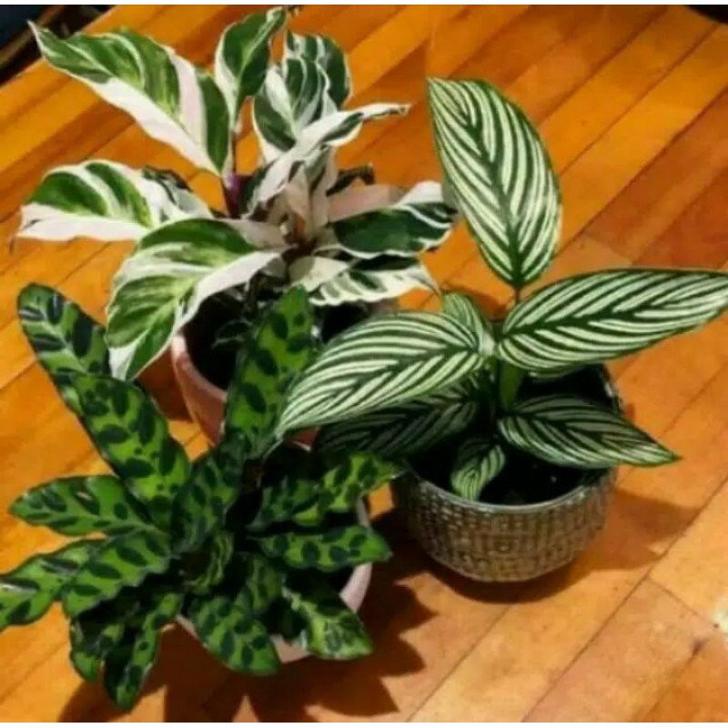 Jual tanaman hias 3 paket calathea,, pohon calathea/ bibit pohon ...