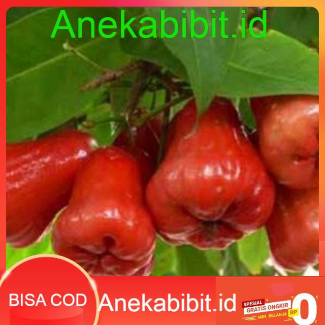 Jual bibit jambu air cincalo merah | Shopee Indonesia