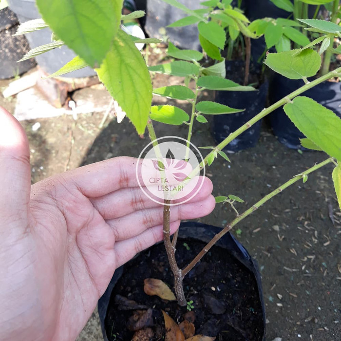 Jual Bibit Pohon Buah Ceri Seri Kersen Talok Keres Kersem - Tanaman ...