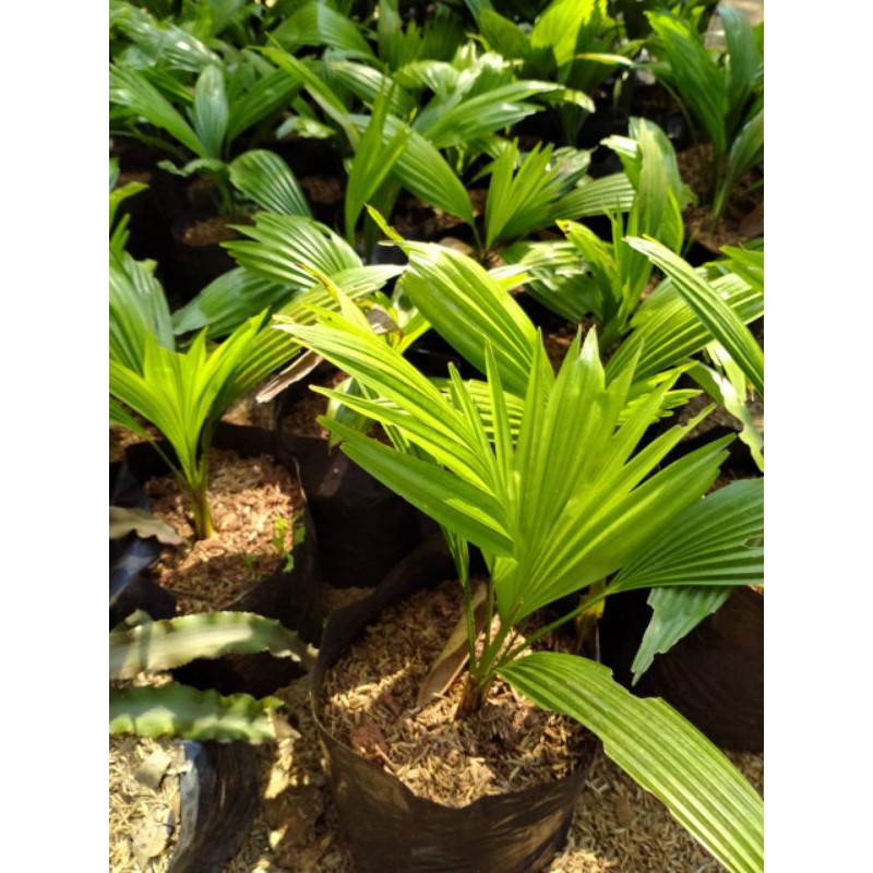 Jual tanaman hias palem Sadeng | Shopee Indonesia