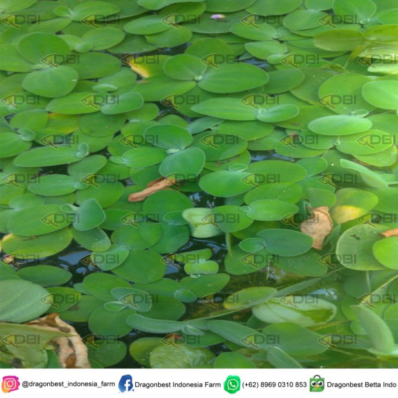 Jual apu apu (Pistia stratiotes) | Shopee Indonesia
