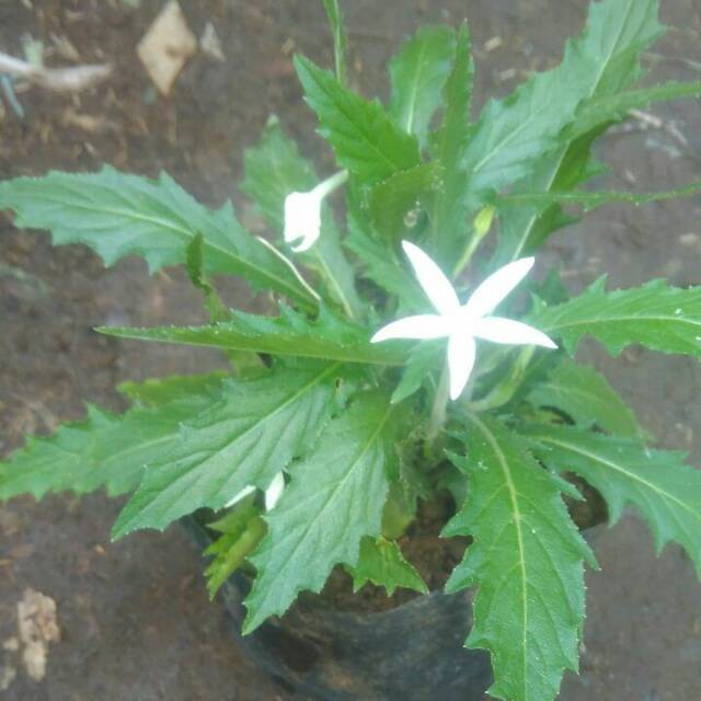 Jual Tanaman herbal kitolod atau ki korejat | Shopee Indonesia