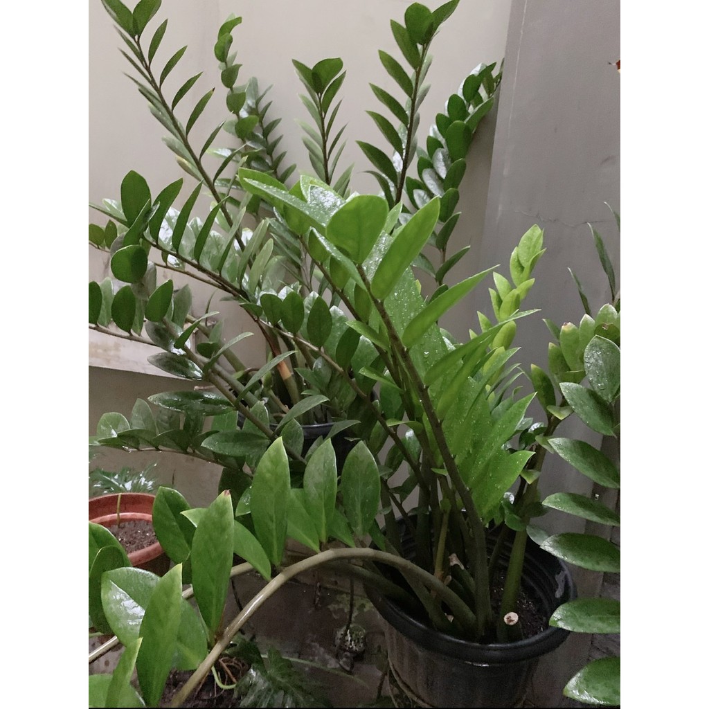 Tanaman Hias Daun Dolar Zamia Dollar Zamea ZZ Plant | Shopee Indonesia