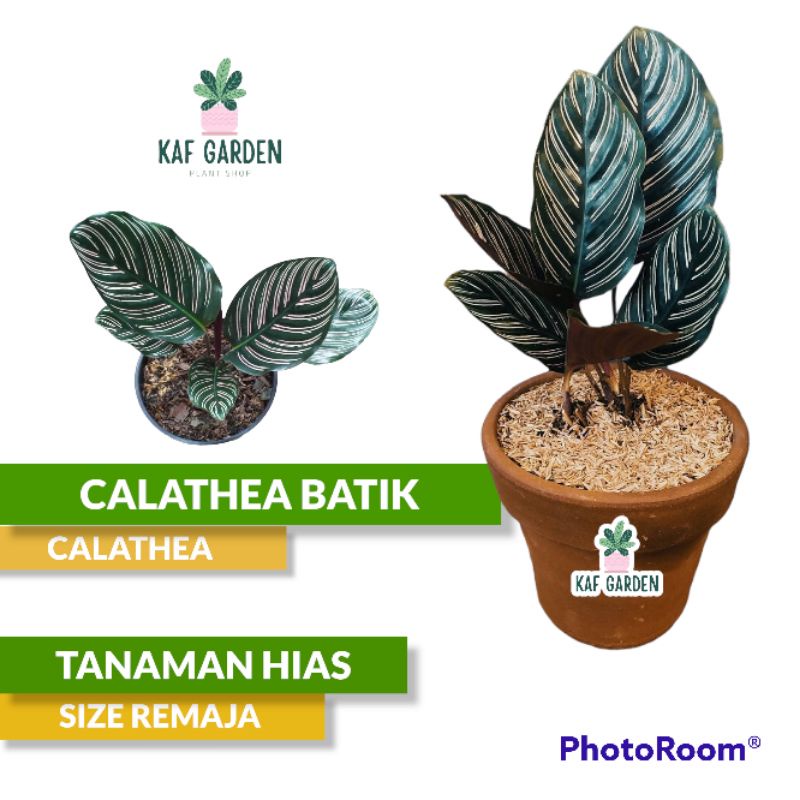 Jual calathea ornata tanaman hias calatea batik kalatea tanaman hias ...