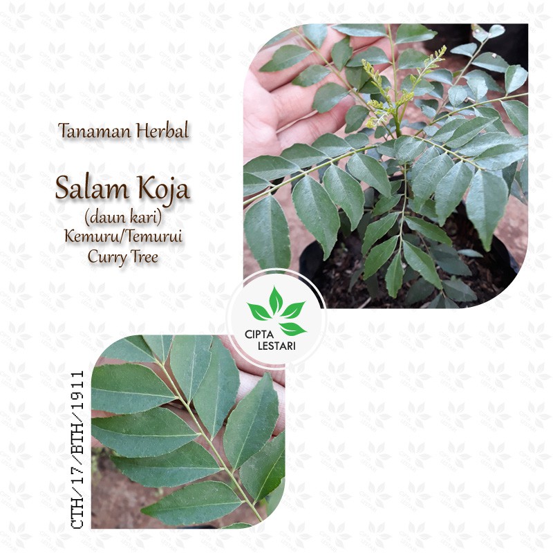 Jual Bibit Tanaman Salam Koja Bibit Pohon Kari Daun Kari Salam Koja ...