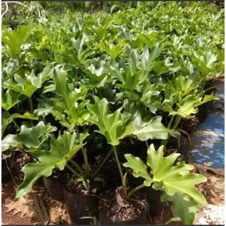 Jual Tanaman Pilo/Philo Jari/Philo Dendrobium Sellom 100% ORIGINAL ...