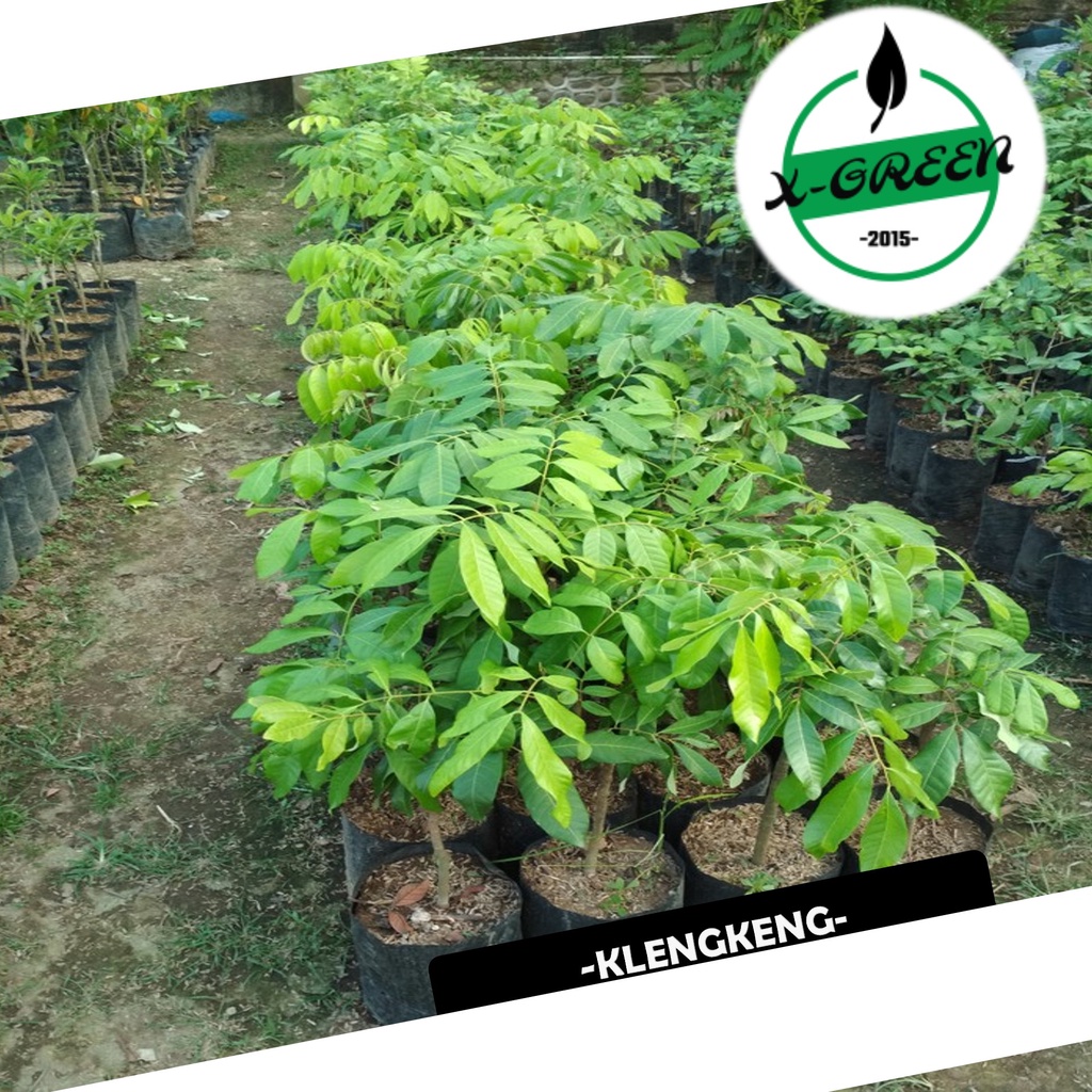 Jual 3 Paket Pohon Kelengkeng Aroma Durian, pingpong, Matalada - (X ...