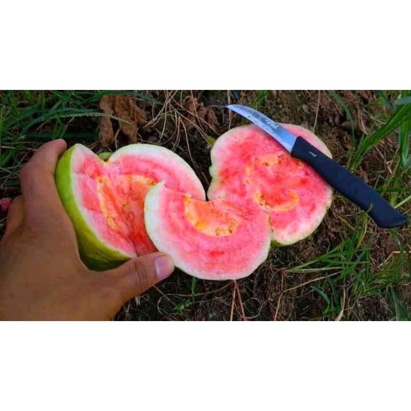 Jual Potong Cangkok Jambu Mega Merah Super Jumbo | Shopee Indonesia