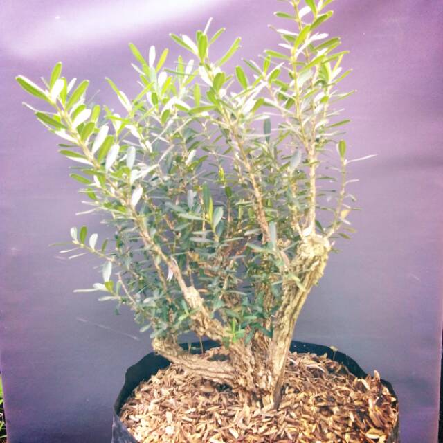 Jual Bahan Bonsai Boksus | Shopee Indonesia