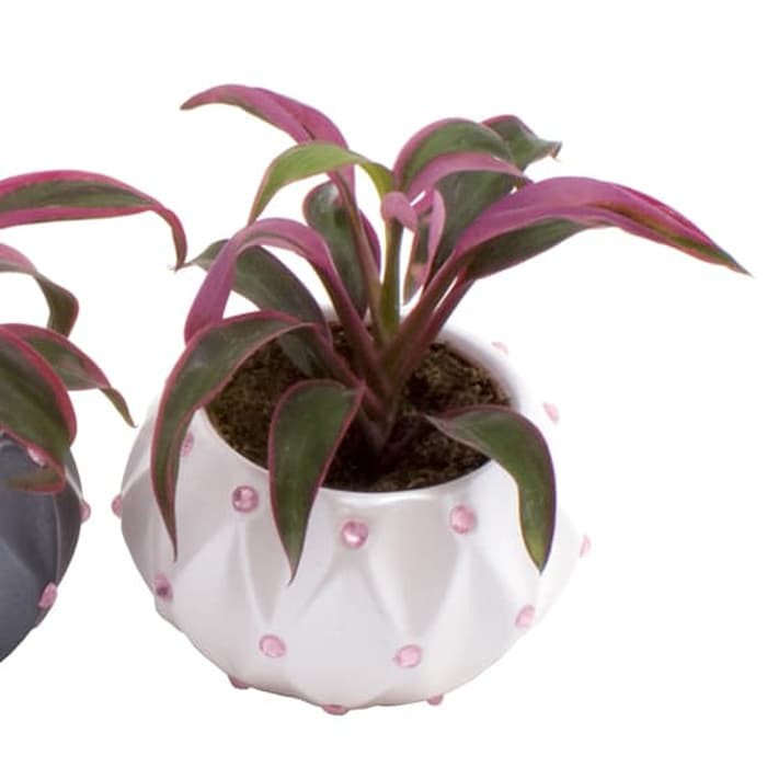 Jual Tanaman hias hanjuang mini garis merah muda - cordyline fruticosa ...