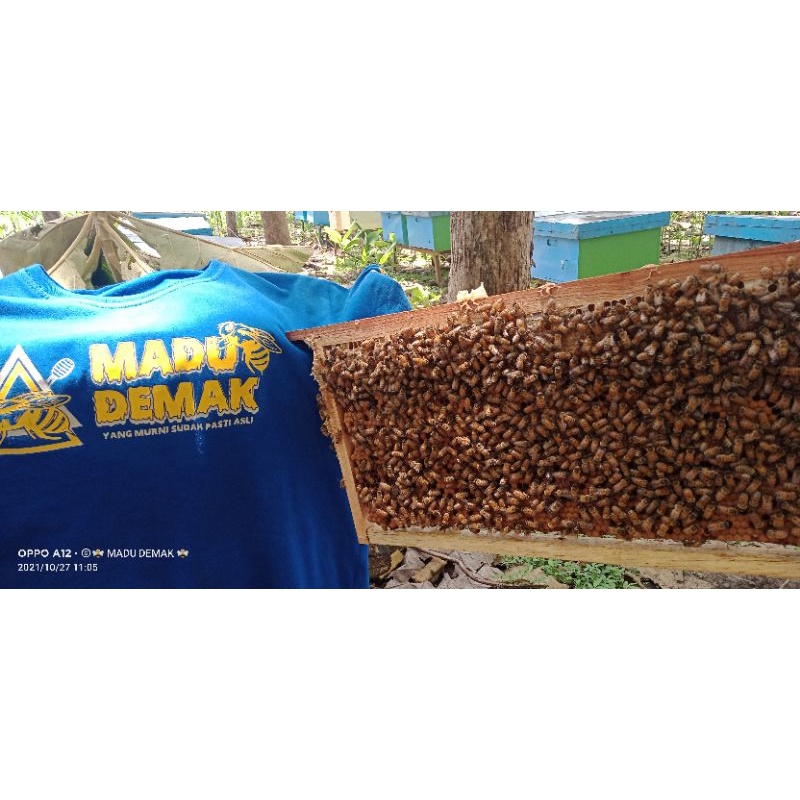 Jual jual bibit lebah madu apis mellifera GRADE A1 | Shopee Indonesia
