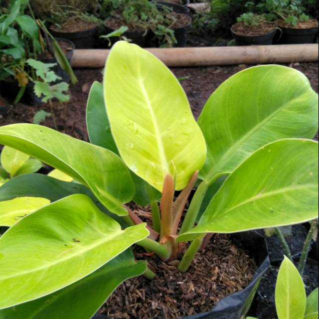 Jual Pilo lemon | Shopee Indonesia