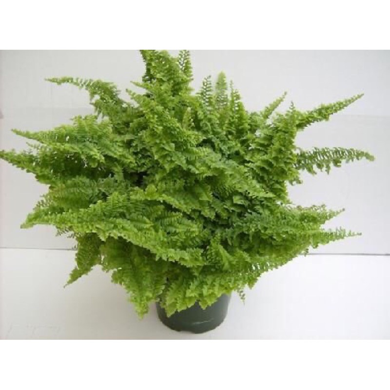 Jual TANAMAN PAKIS EMBUN | Shopee Indonesia