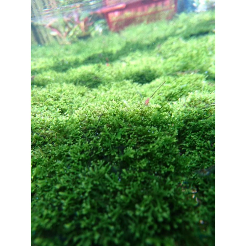 Jual ricardia moss aquascape clump ga bubuk | Shopee Indonesia