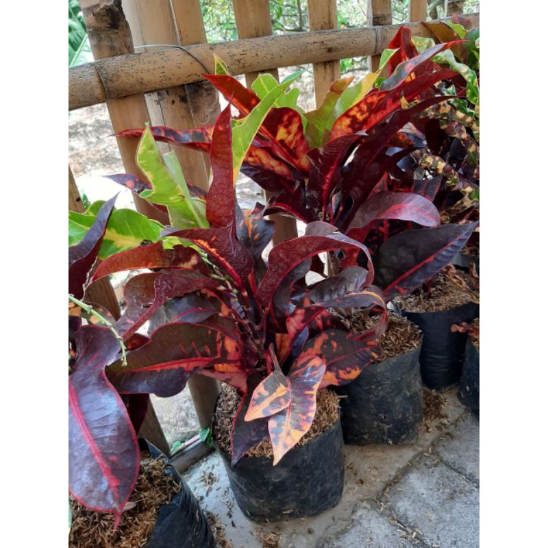 Jual tanaman puring bali | Shopee Indonesia