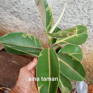 Jual FICUS ELASTICA VARIEGATA-tanaman beringin karet kebo variegata ...