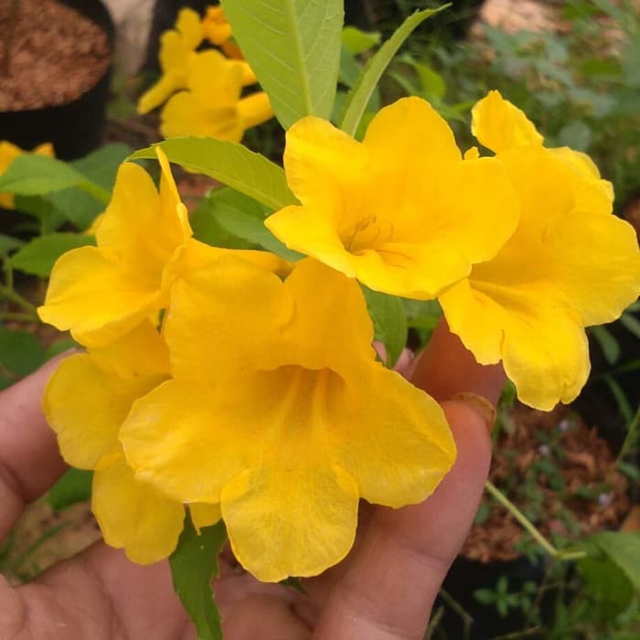 Jual Tanaman Hias Tecomaria/yellow bell - Bibit Tanaman Hias Tecomaria ...