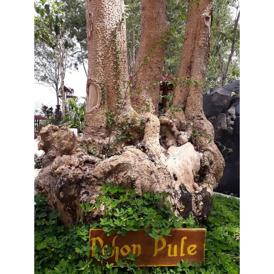 Jual 5 Ons Benih Biji Pohon Pule Pulai Siap Semai #_* | Shopee Indonesia