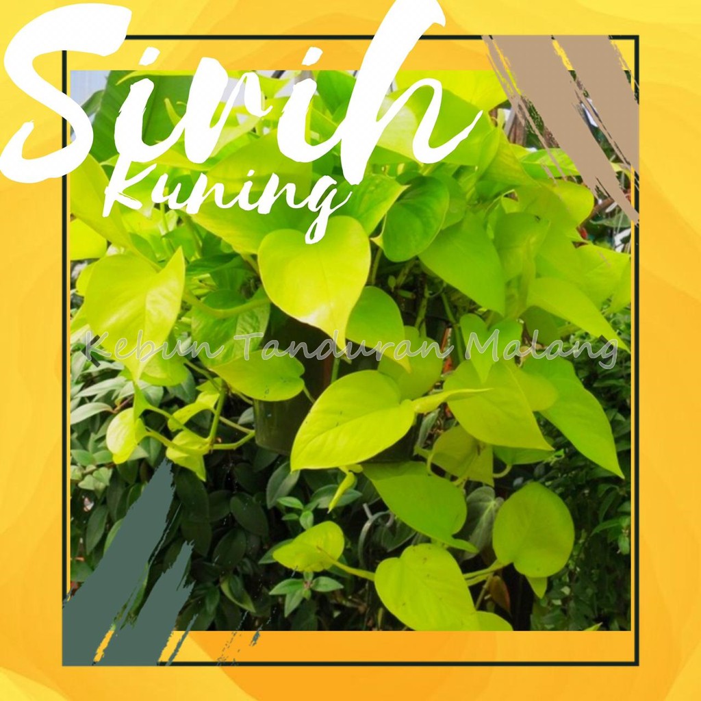 Jual Bibit tanaman herbal Sirih Kuning (WISATA FLORA) | Shopee Indonesia