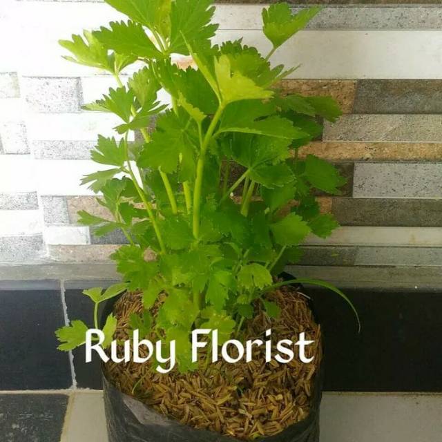 Jual 5 Tanaman Seledri | Shopee Indonesia