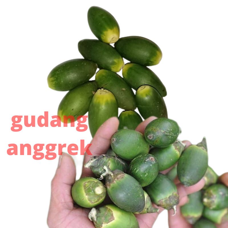 Jual Buah Pinang muda fresh dan segar | Shopee Indonesia