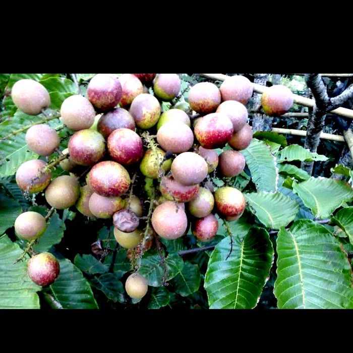 Jual BIBIT MATOA MENTOA RASA DURIAN RAMBUTAN KELENGKENG ANGGUR MANIS ...