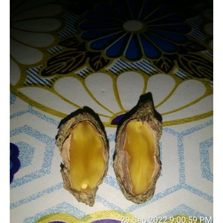Jual Buah Tempayang/Kembang semangkuk | Shopee Indonesia