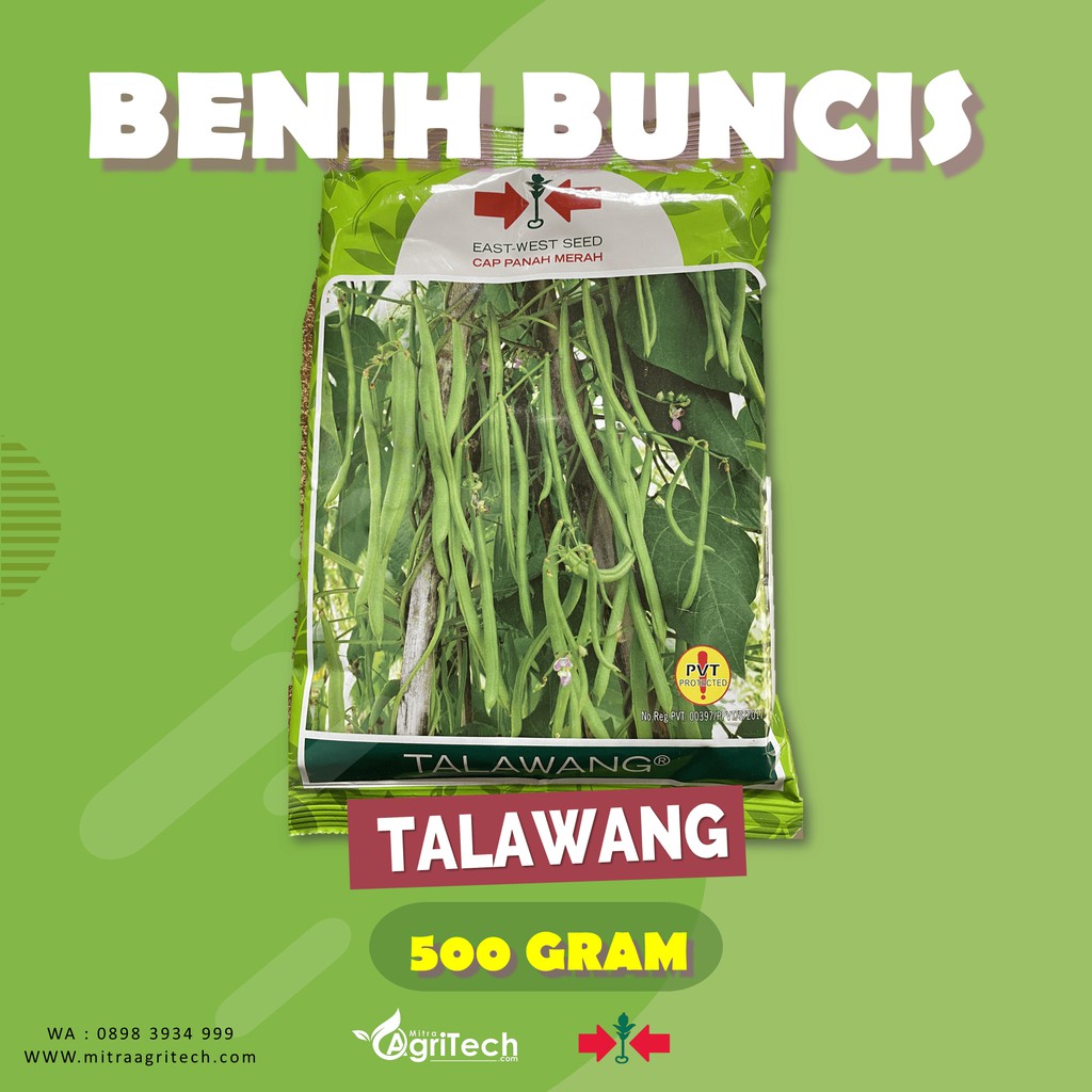 Jual BENIH BIBIT BUNCIS TALAWANG ISI 500 GRAM BIJI HITAM - CAP PANAH ...
