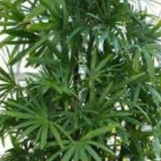 Jual Palem Waregu atau Lady Palm (Rhapis Excelsa) dapat menghilangkan ...