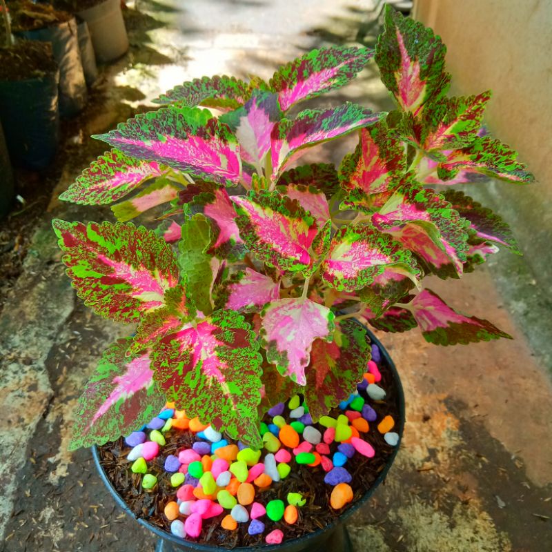 Jual tanaman miana batik Betawi langka | Shopee Indonesia