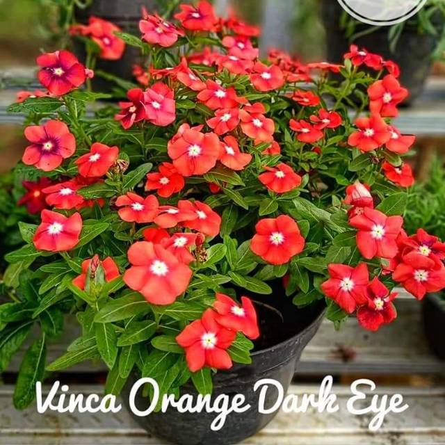 Jual Vinca Orange Dark Eye - isi 10 biji ( fresh seed ) | Shopee Indonesia