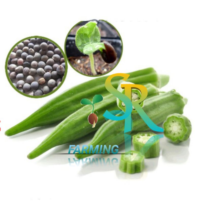 Jual Benih okra hijau 2 seed repacking | Shopee Indonesia