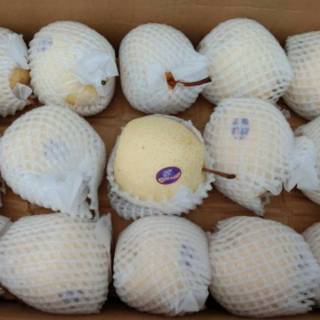 Jual buah pir madu / sweet pear manis 1kg | Shopee Indonesia