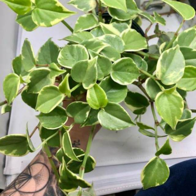 Jual Tanaman bunga hias rambat gantung teplan variegata terang bulan ...