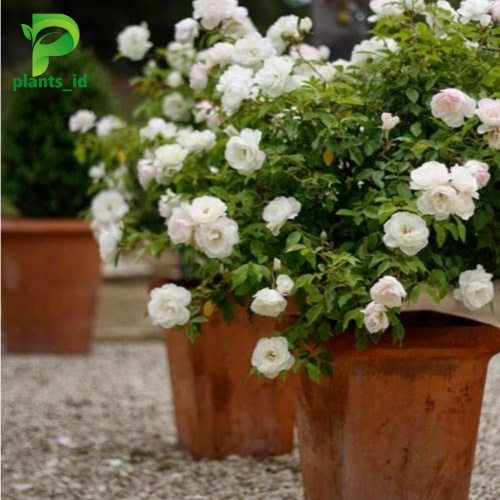 Jual Tanaman Hias Mawar Rambat Climbing Rose White Climbing Rose Benih ...
