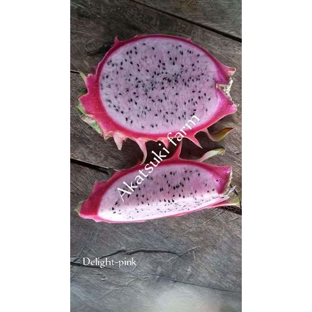 Jual Bibit buah naga jenis DELIGHT- PINK dalam bentuk STEK /BATANG/UTUH ...