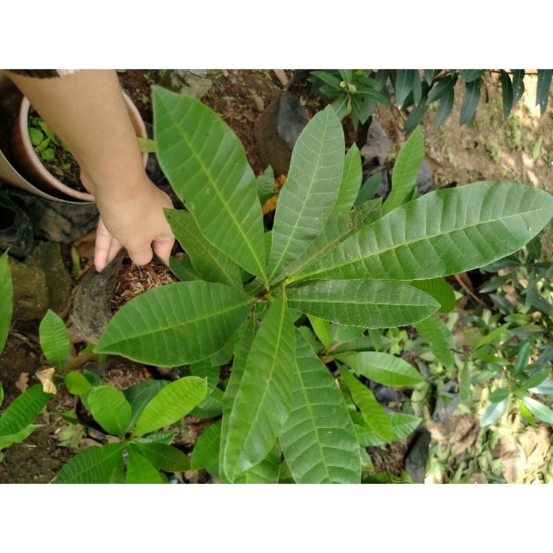 Jual bibit jambu mede/ mente jambu monyet daru kebun sendiri | Shopee ...